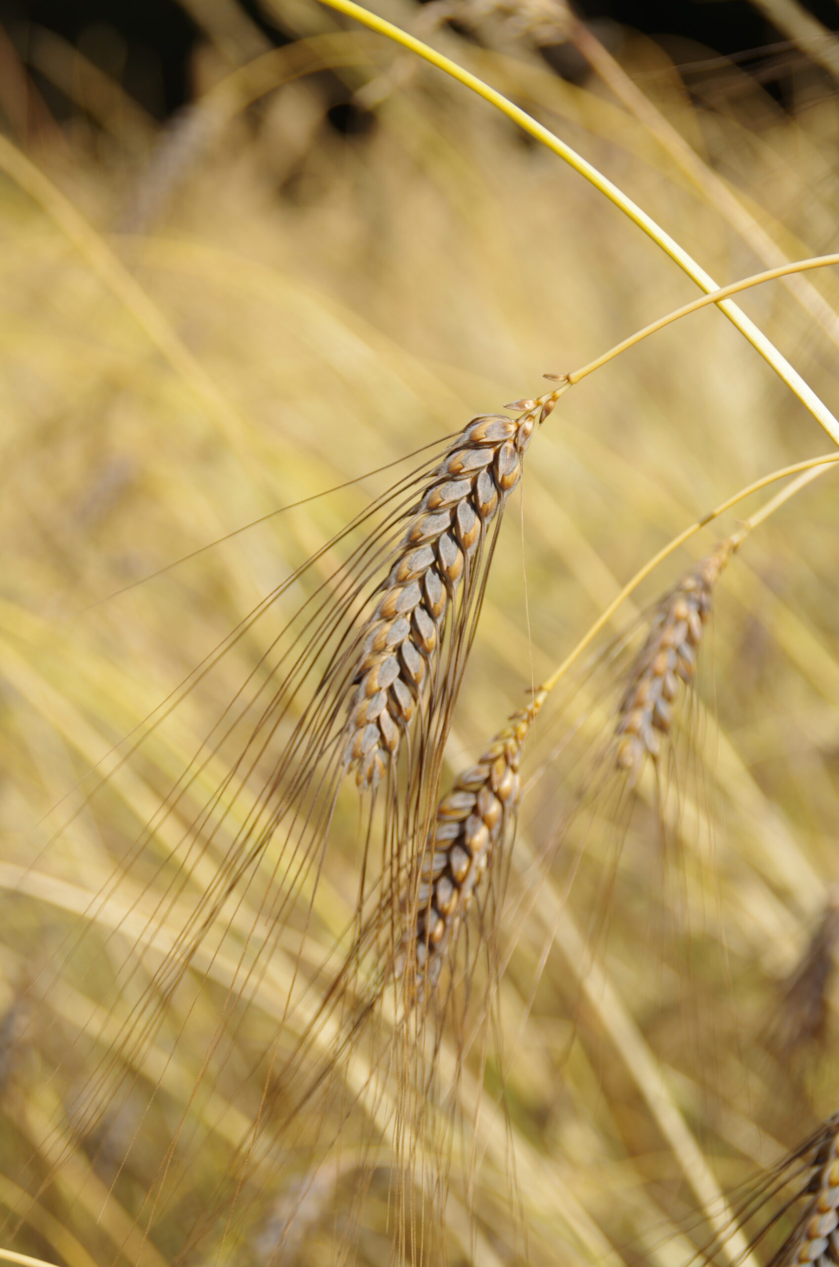 Les Bio Pratiquent : Variétés de blés paysannes - GAB 44
